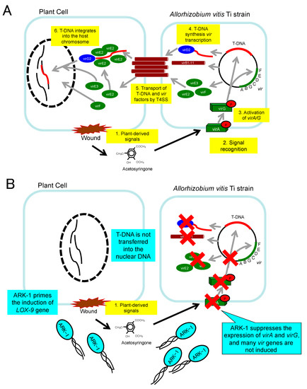 Applied Microbiology | Free Full-Text | Biocontrol of Grapevine Crown ...
