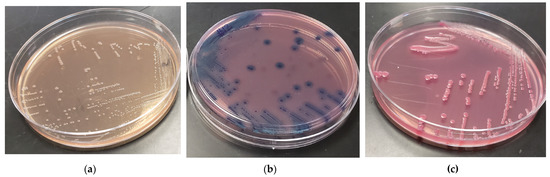 Melibiose–X-Gal–MacConkey Agar for Presumptive Differentiation of ...