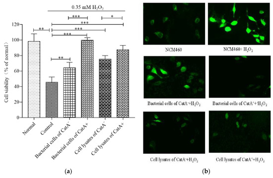 Stimulation of Heme-Dependent Catalase Enhanced the Cytoprotective ...
