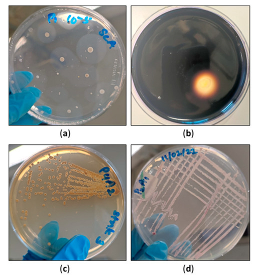 Applied Microbiology | Free Full-Text | Do the Culturable Microbial ...
