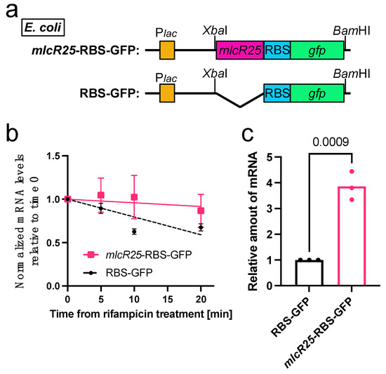 Translation Enhancement by a Short Nucleotide Insertion at 5′UTR ...