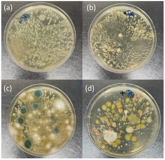 The Detection of Propionate Utilization by Bacteria Isolated from a ...