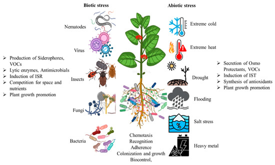 Soil Symphony: A Comprehensive Overview of Plant–Microbe Interactions ...
