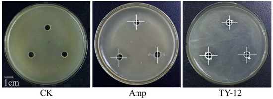Purification and Identification of an Antimicrobial Protein from ...