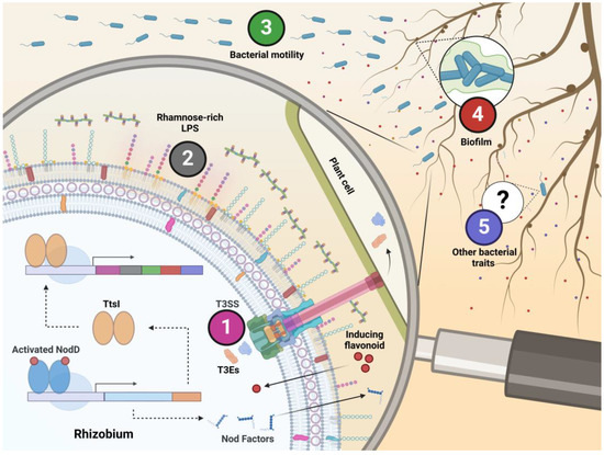 TtsI: Beyond Type III Secretion System Activation in Rhizobia