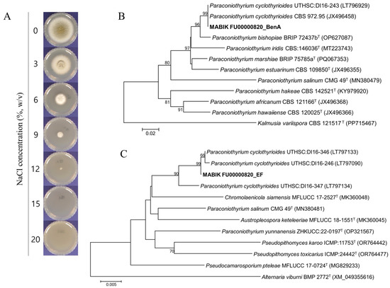 Characterization of L-Asparaginase Free of L-Glutaminase and Urease ...