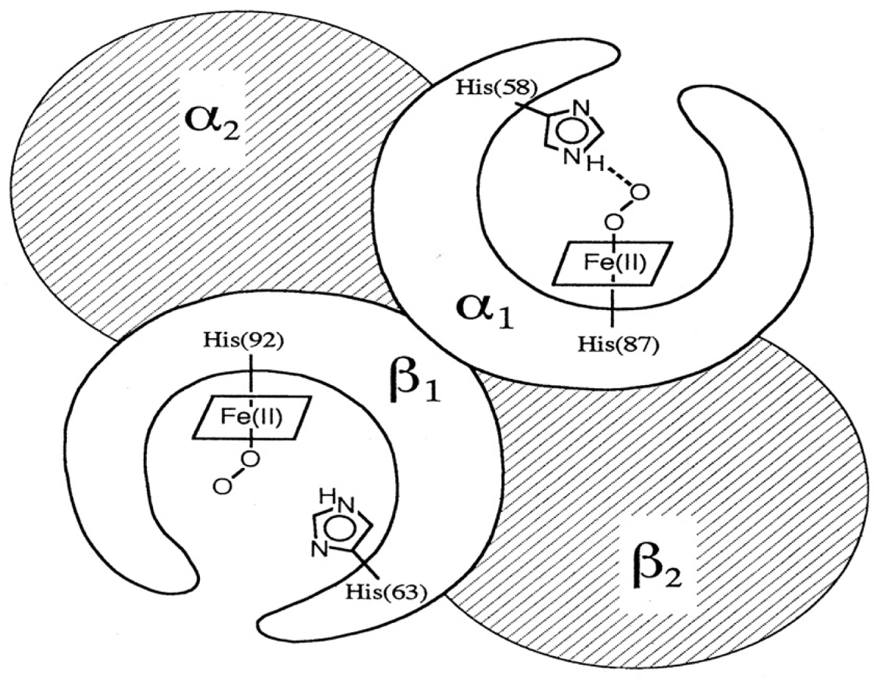 New Roles Assigned to the α1–β1 (and α2–β2) Interface of the Human ...