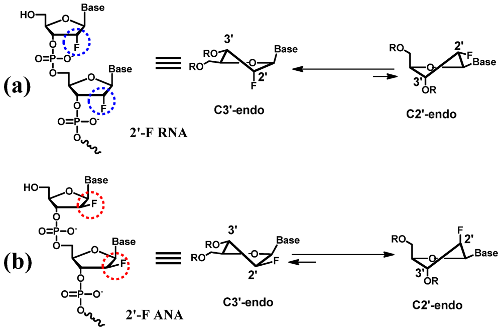 Nucleic Acid Based Fluorinated Derivatives: New Tools for Biomedical ...