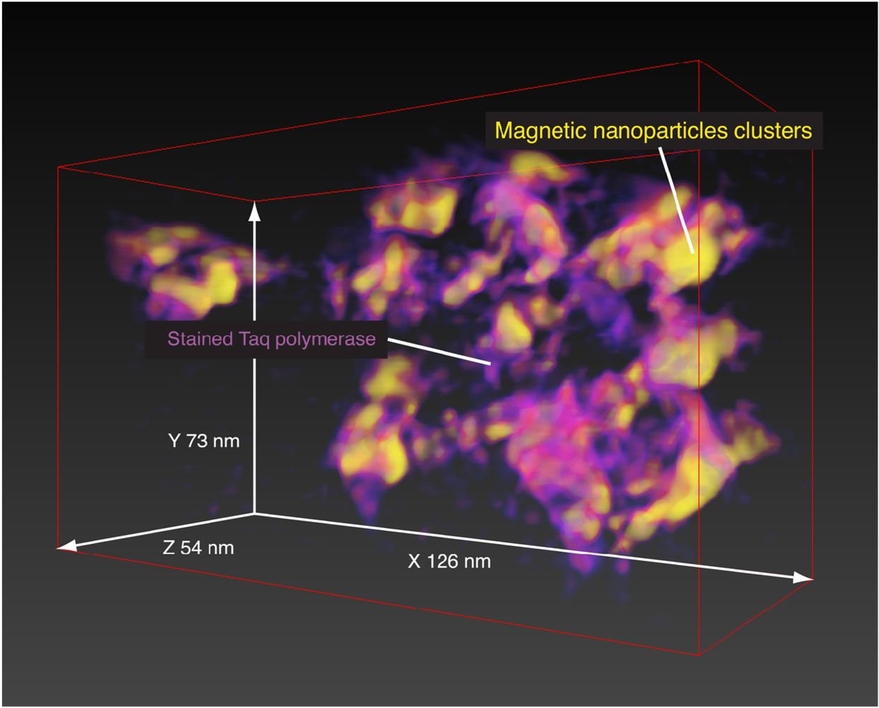 Effects of Superparamagnetic Nanoparticle Clusters on the Polymerase ...