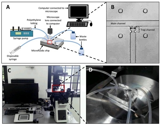 Applied Sciences | Free Full-Text | A Microfluidic Device for ... Applied Sciences | Free Full-Text | A Microfluidic Device for ...