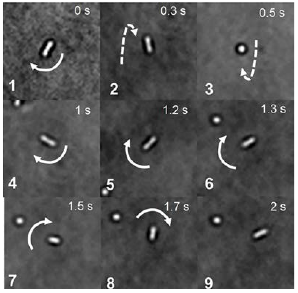Single Cell Chemotactic Responses of Helicobacter pylori to Urea in a ...