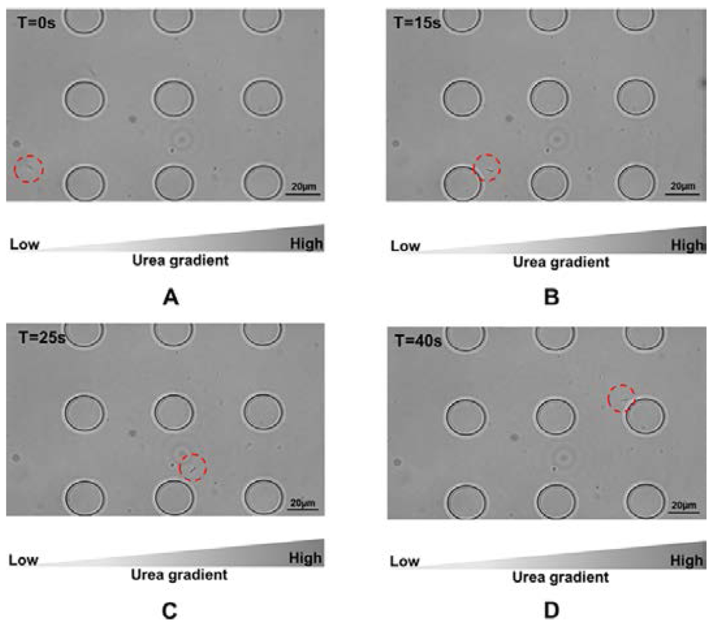 Single Cell Chemotactic Responses of Helicobacter pylori to Urea in a ...