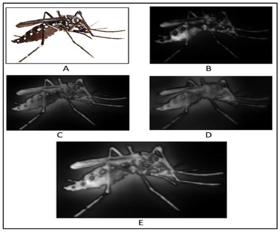 Vision-Based Perception and Classification of Mosquitoes Using Support ...