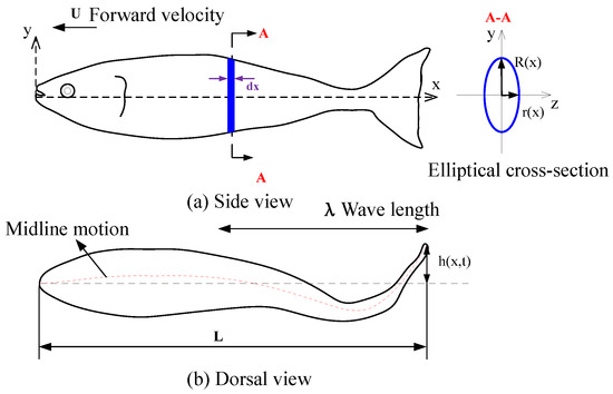CFD Studies of the Effects of Waveform on Swimming Performance of ...