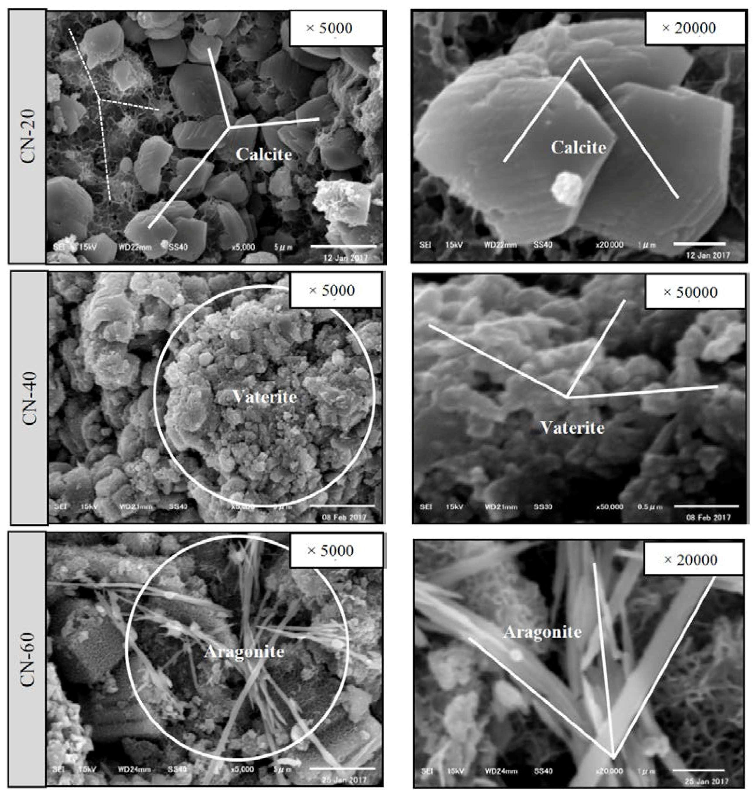 Control of the Polymorphism of Calcium Carbonate Produced by Self ...