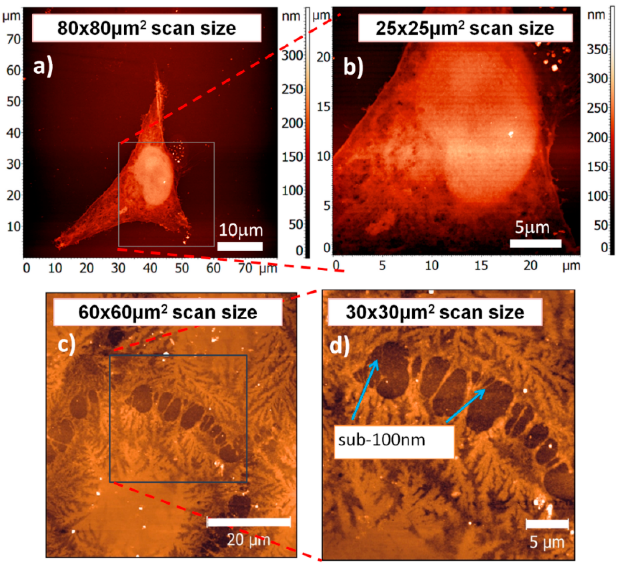 Bioimaging Using Full Field and Contact EUV and SXR Microscopes with ...