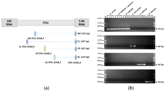 Differentiating Authentic Adenophorae Radix from Its Adulterants in ...