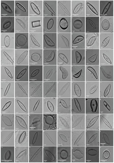 Automated Diatom Classification (Part A): Handcrafted Feature Approaches
