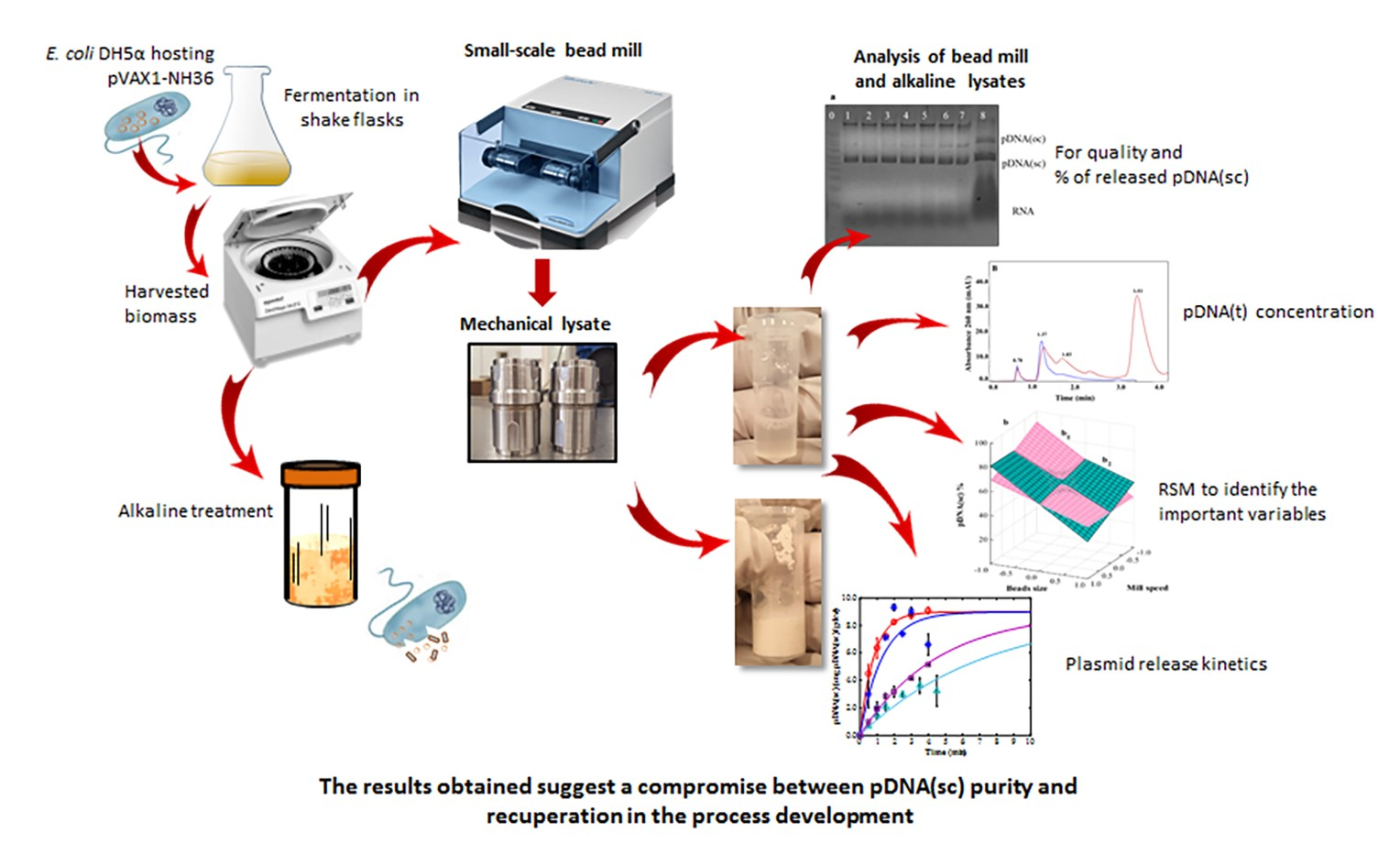 Applied Sciences | Free Full-Text | Efficient Disruption of Escherichia ...