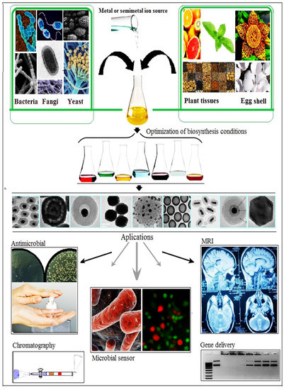Core@shell Nanoparticles: Greener Synthesis Using Natural Plant Products