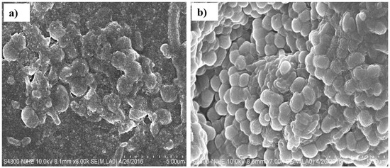 Sequencing Batch Reactor and Bacterial Community in Aerobic Granular ...