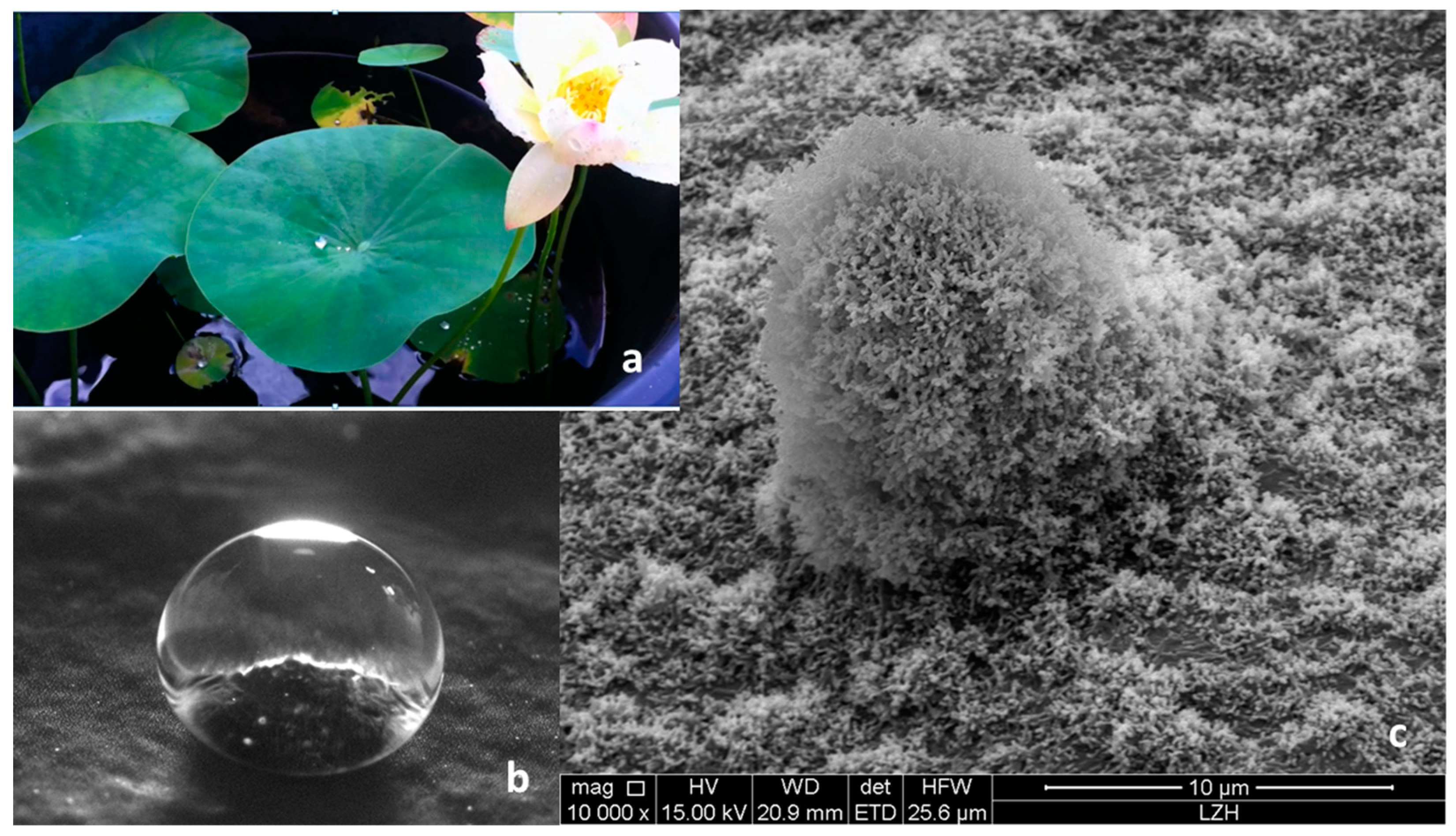 Biomimetic Liquid-Repellent Surfaces by Ultrafast Laser Processing
