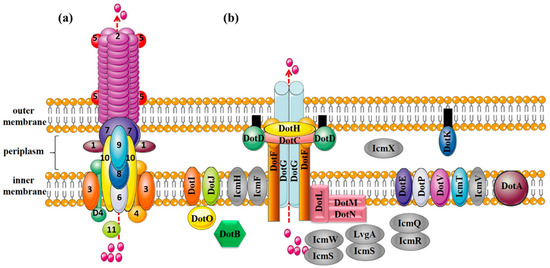 Advances in the Assembly Model of Bacterial Type IVB Secretion Systems