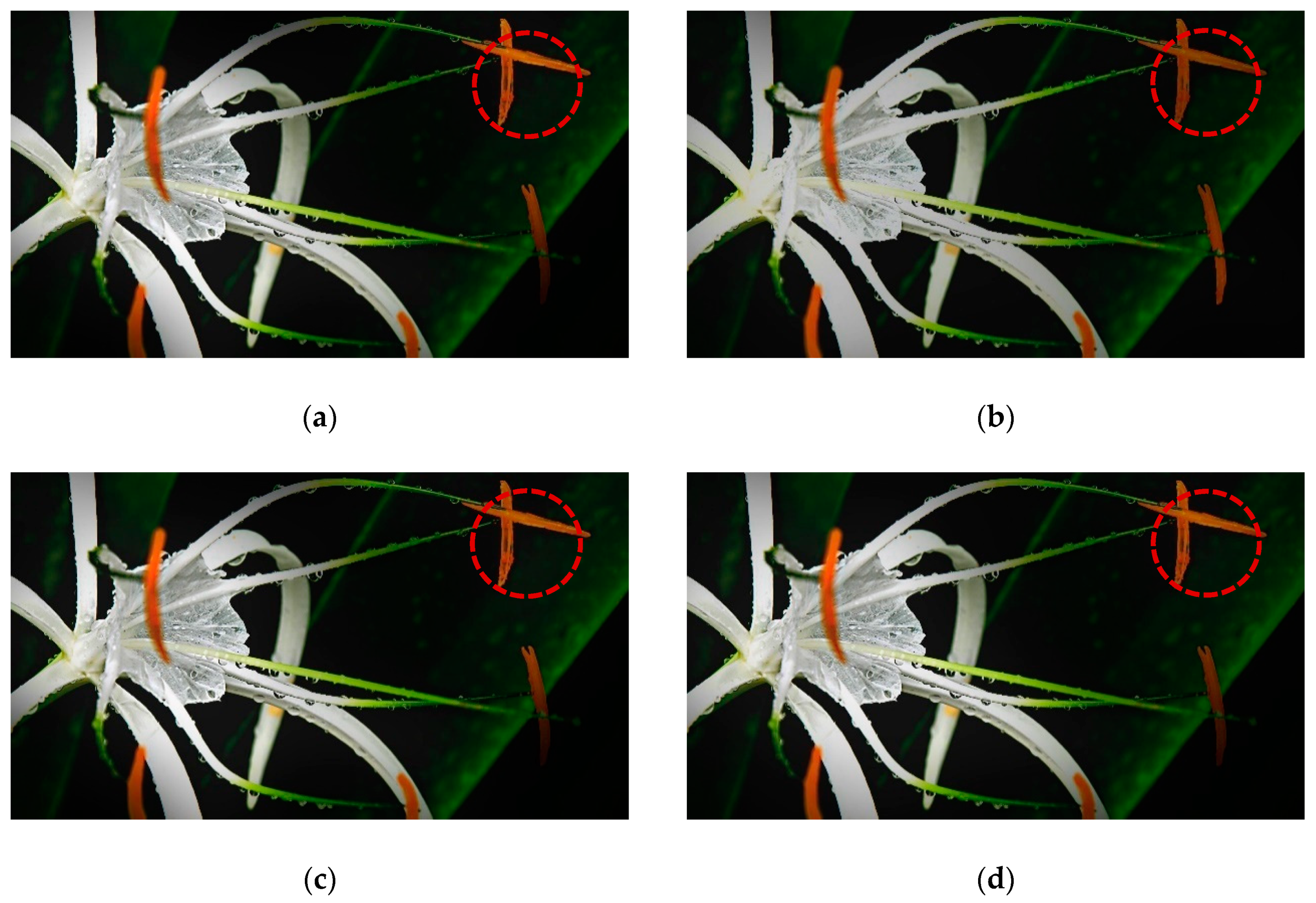 Using the Guided Fireworks Algorithm for Local Backlight Dimming