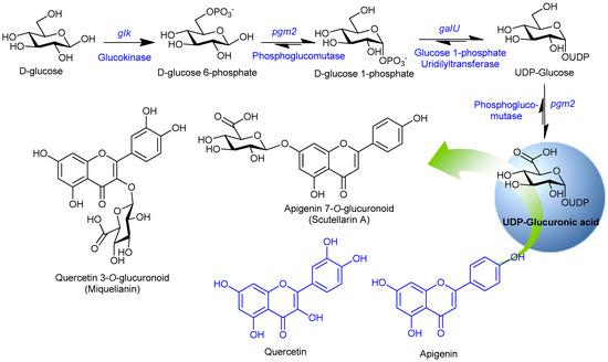A Synthetic Approach for Biosynthesis of Miquelianin and Scutellarin A ...