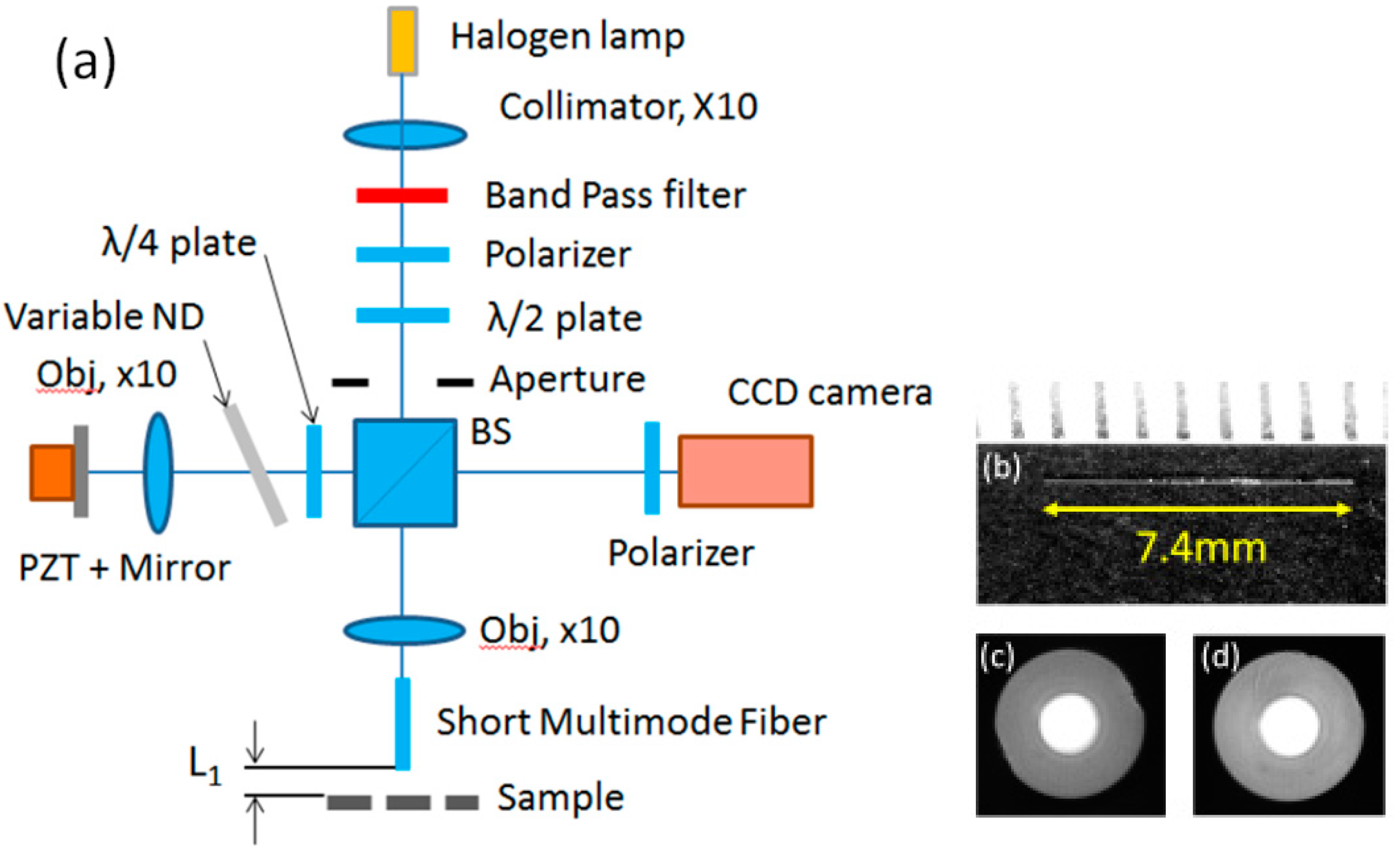 In Vivo Rat Brain Imaging through Full-Field Optical Coherence ...