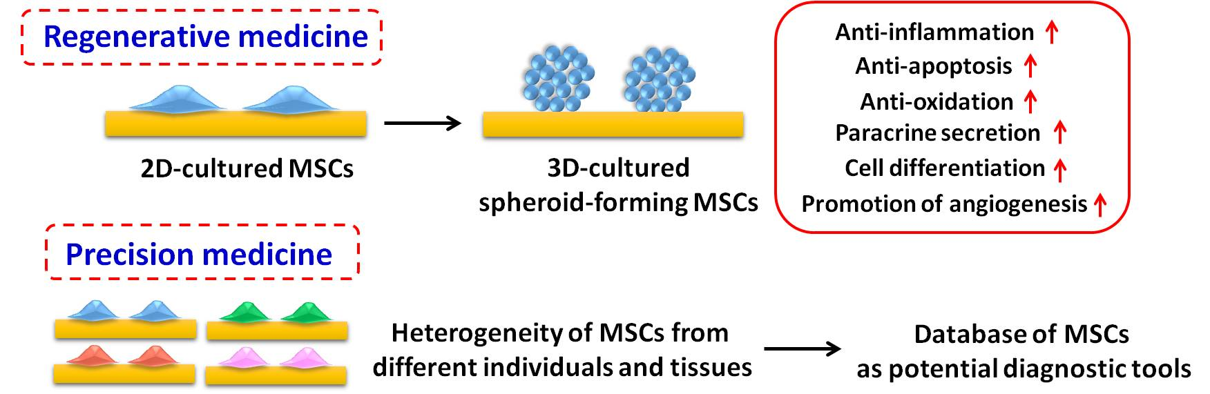 Applied Sciences | Free Full-Text | Cellular Spheroids of Mesenchymal ...