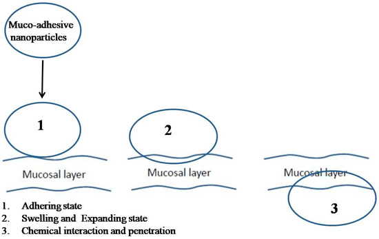 Mucoadhesive Hydrogel Nanoparticles as Smart Biomedical Drug Delivery ...