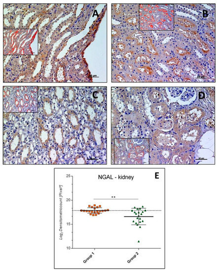 Applied Sciences | Free Full-Text | Adapted Moderate Training Exercise ...