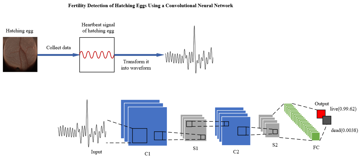 Applied Sciences | Free Full-Text | Fertility Detection of Hatching ...