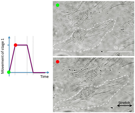 Three-Motorized-Stage Cyclic Stretching System for Cell Monitoring ...