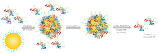 Quantification of the PEGylated Gold Nanoparticles Protein Corona. Influence on Nanoparticle ...