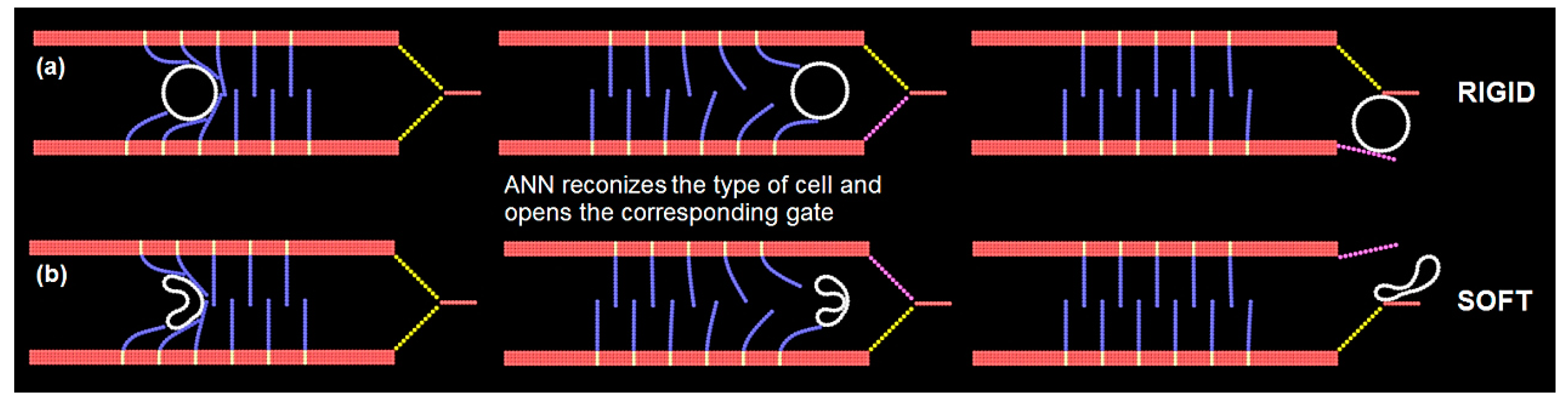 Deep Multiphysics And Particleneuron Duality A Computational Framework Coupling Discrete