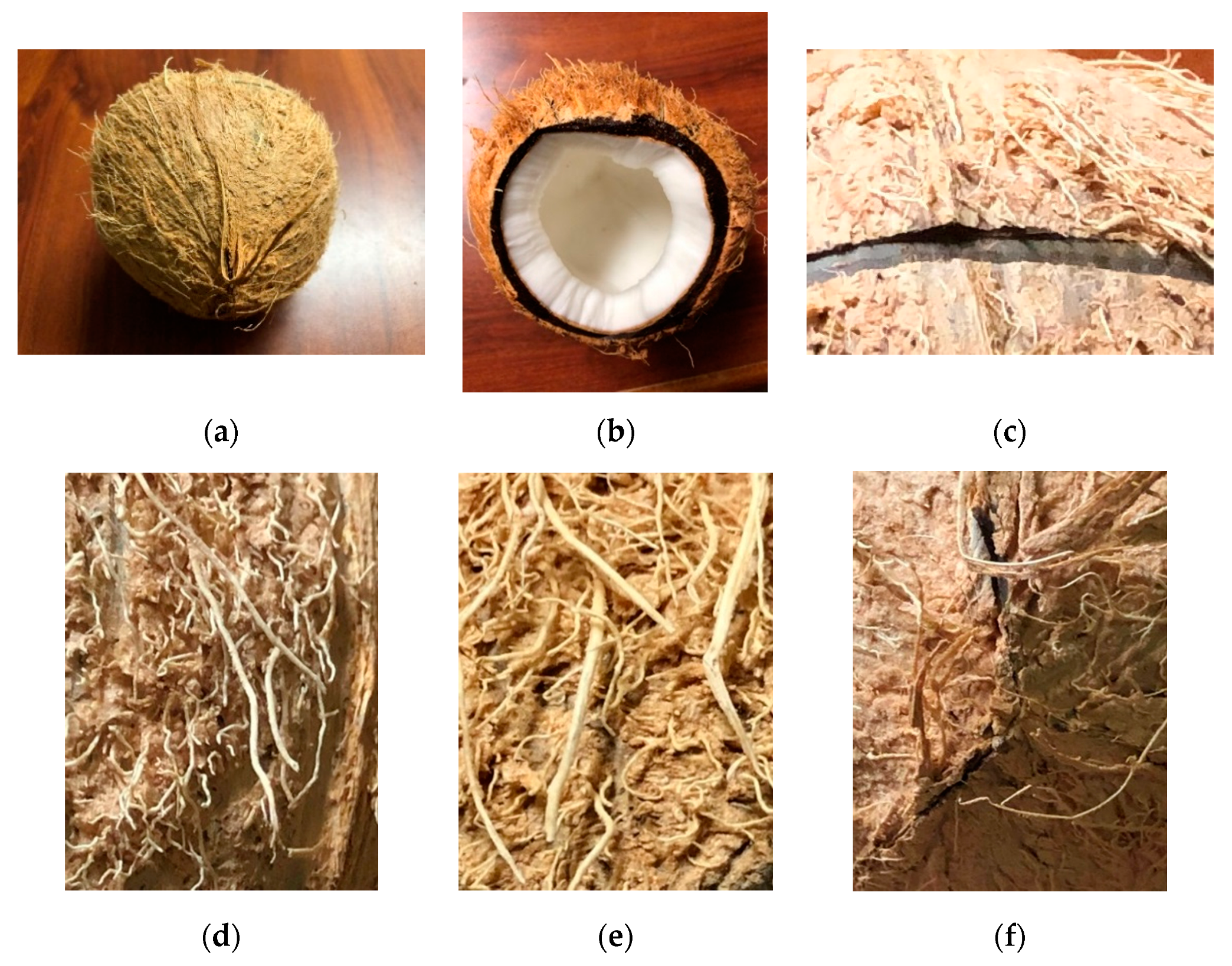 Impact Performance of a Plate Structure with Coconut-Inspired Microchannels