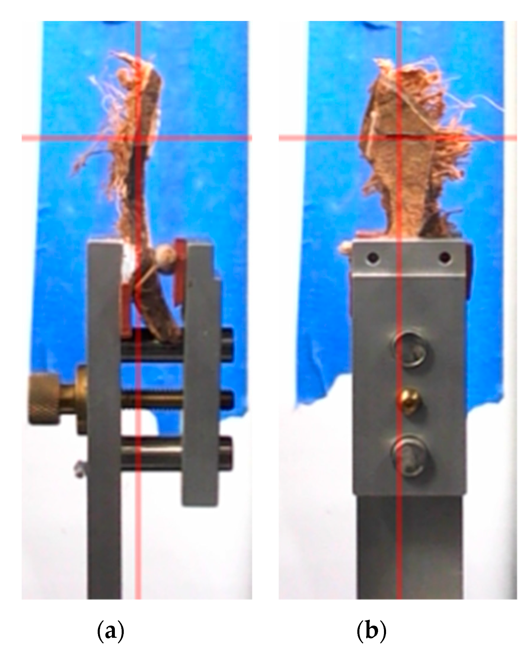 Impact Performance of a Plate Structure with Coconut-Inspired Microchannels