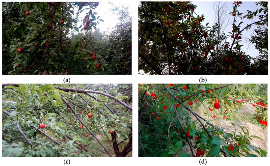 Designing a Fruit Identification Algorithm in Orchard Conditions to ...