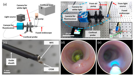 Development of Dual-Scale Fluorescence Endoscopy for In Vivo Bacteria ...