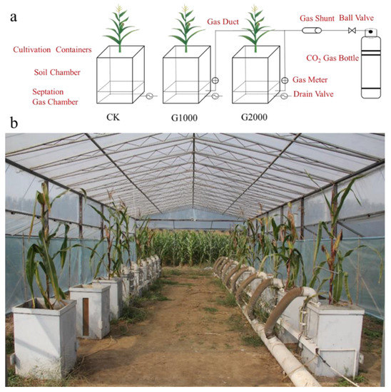 Fine Root Length of Maize Decreases in Response to Elevated CO2 Levels ...