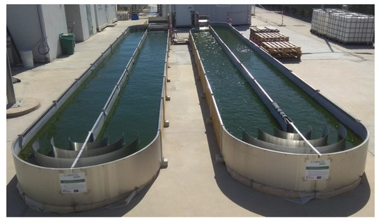 Nannochloropsis oceanica Cultivation in Pilot-Scale Raceway Ponds—From ...