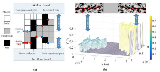 A Model of Solid Oxide Fuel Cell Degradation on a Microstructural Level