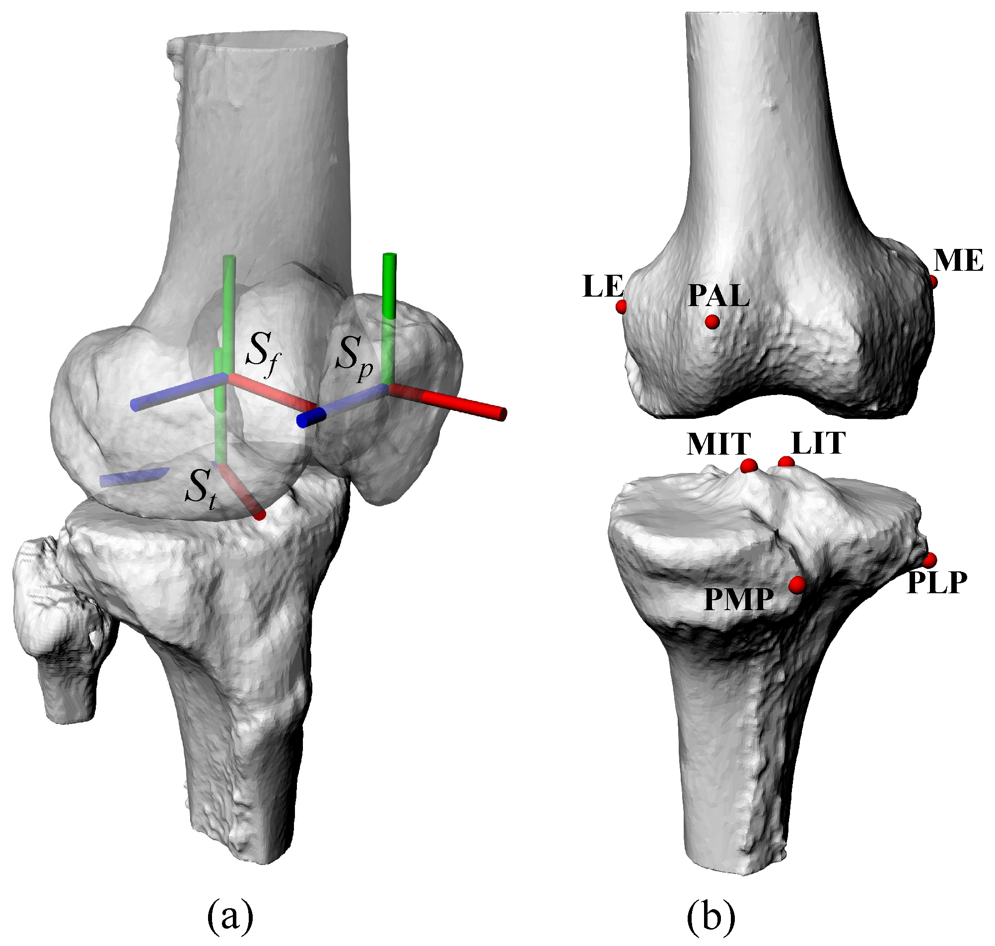 Applied Sciences Free Full Text An Anatomical Based Subject