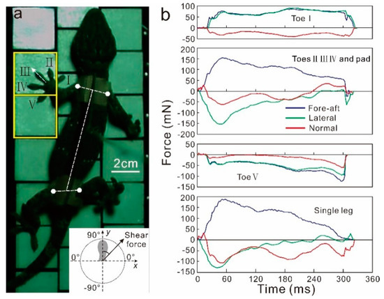 Control strategies of gecko’s toe in response to reduced gravity