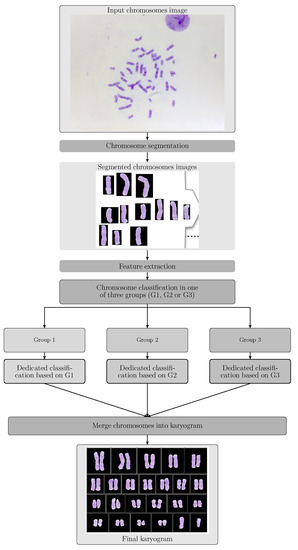 Machine Learning Classifiers Evaluation for Automatic Karyogram ...