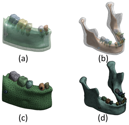 Mandible Integrity and Material Properties of the Periodontal Ligament ...