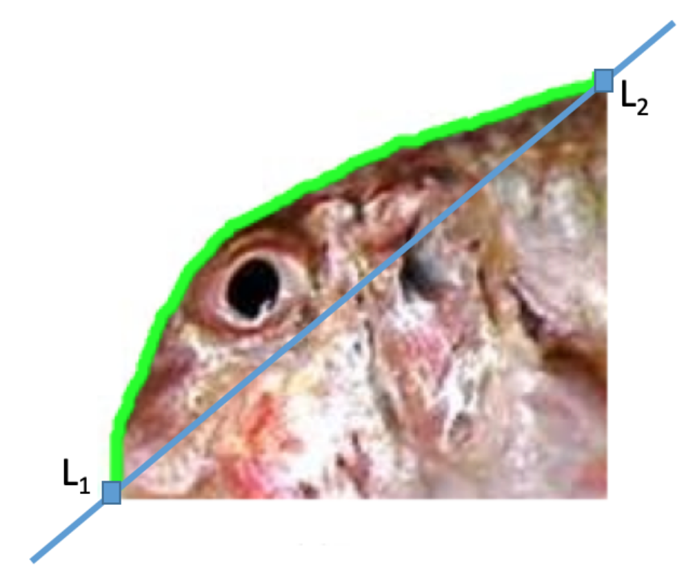 Automatic Classification of Morphologically Similar Fish Species Using ...