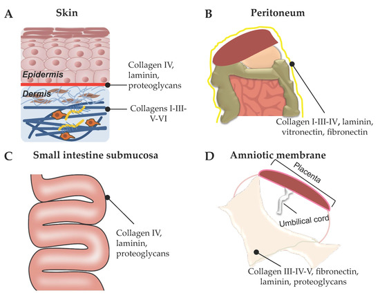 Decellularized Scaffolds for Skin Repair and Regeneration